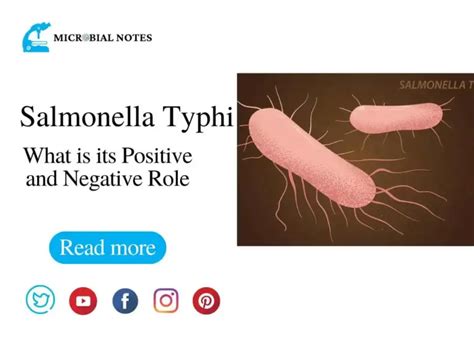 Flagella Stain Principle Procedure And Result Microbial Notes