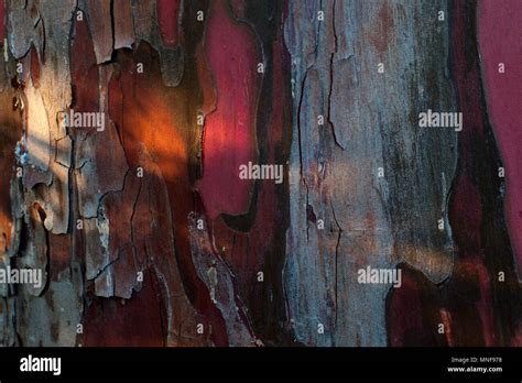 Texture Of Red Tree Bark Stock Photo Alamy