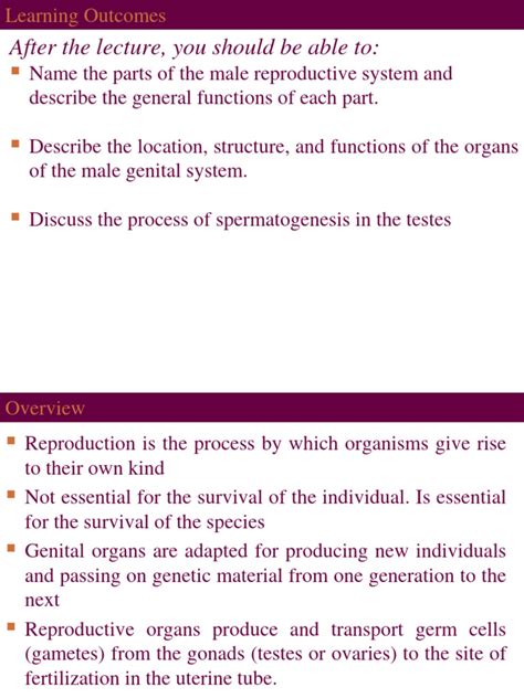 2024 Male Reproductive System Gross Download Free Pdf Testicle