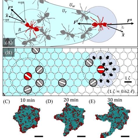 Figure S3 Vicsek Model Phase Diagrams Snapshots Of The Surface Download Scientific Diagram