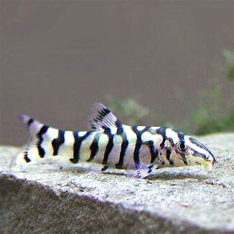 Yo Yo Loach Botia Almorhae Discus Madness