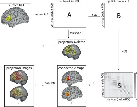 Schematic Overview Of The Proposed Connectopic‐mapping Framework Download Scientific Diagram
