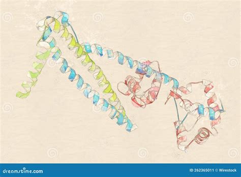 Troponin 3d Rendering Structure Of The Human Cardiac Troponin Royalty
