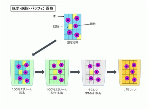 パラフィン包埋 コツ パラフィン包埋 手順 Sqvs