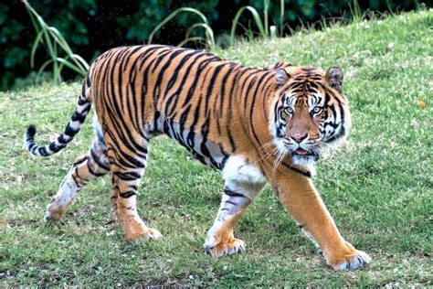 List Of Apex Predators 15 Examples Wildlife Informer