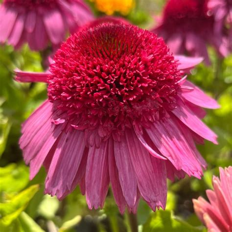 Echinacea Delicious Strawberry A Sturdy Compact Echinacea With
