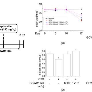 Schematic Diagram Of The Experimental Protocol In Mice A Effect Of Download Scientific