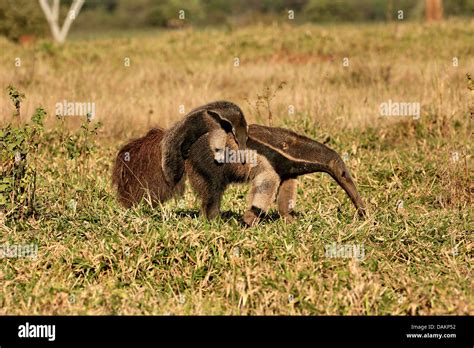Giant Anteater Myrmecophaga Tridactyla Female Anteater Carrying Her