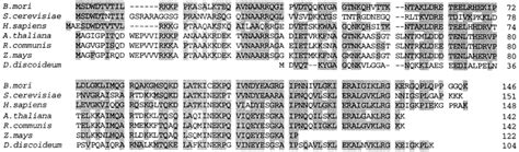 Evolutional Conservation Of The Mbf1 Sequence The Predicted Amino Acid