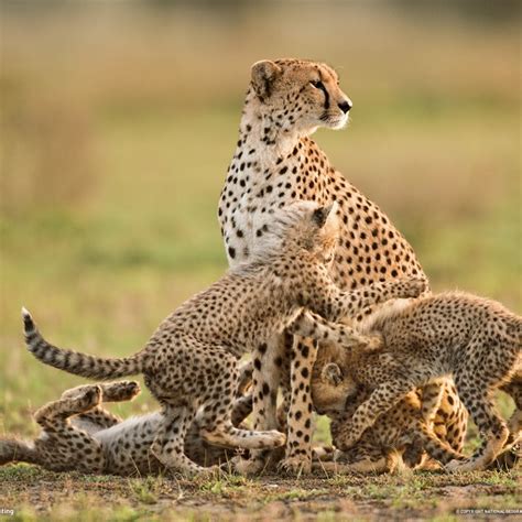 Reportajes Y Fotografías De Guepardos En National Geographic