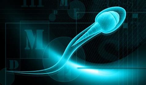 Vidéo Comment se forment les organes sexuels PassionSanté be