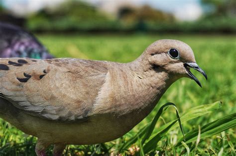 조류 비둘기 행복하다 작은 Pixabay의 무료 사진 Pixabay