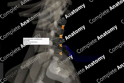 Interspinales Lumborum Muscles Right Complete Anatomy