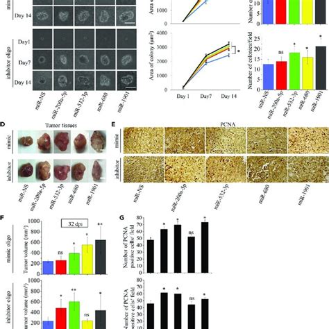 Mimic And Inhibitor Of The Mirnas Increase Tumorigenic Ability Of 4t1 Download Scientific