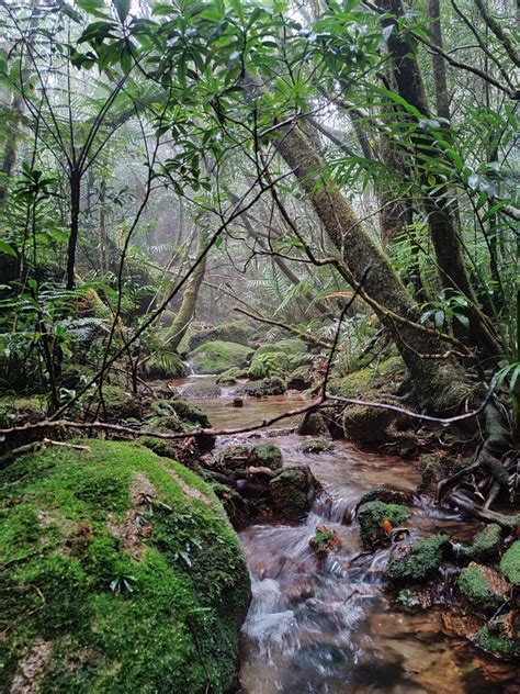 Mount Bartle Frere Mountain Photo By Mbinoz 412 Pm 30 Sep 2023