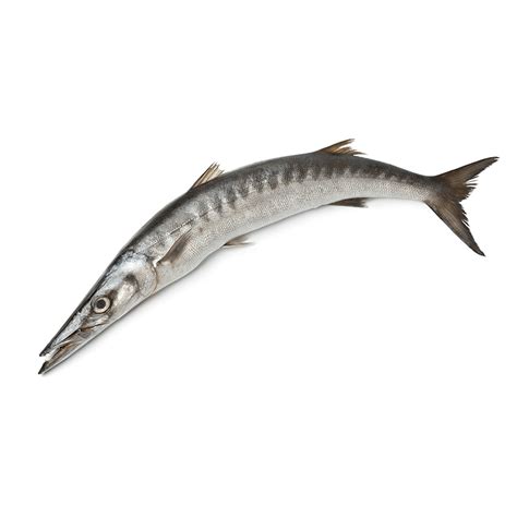 Baracuda Ziatrade Com