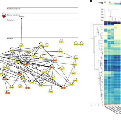 A Network Analysis B Gtex Expression Data Of The 52 Transcription Download Scientific Diagram