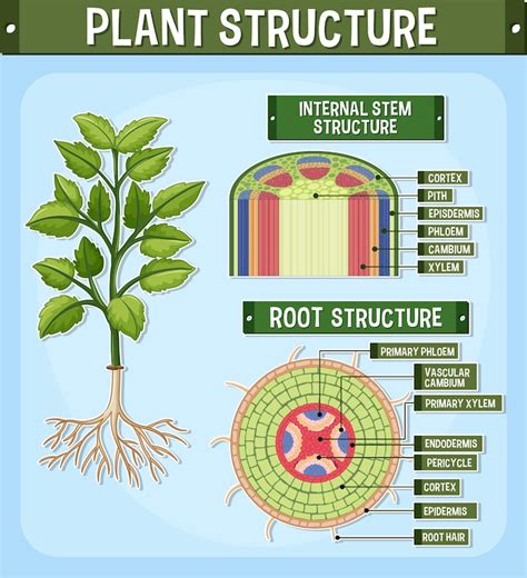 Plant Stem Cell Diagram