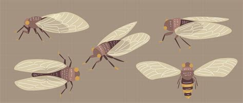 Cicada Insect Vector Flat Illustration 165386 Vector Art At Vecteezy