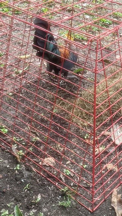 pang minimum mha idol backyard level youtube