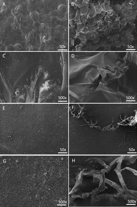 sem micrographs of a b ps before and after larvae contact at 50x
