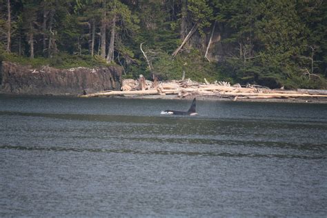 Img3350 Microbiome Manipulation Lab