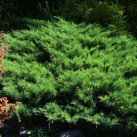 Blue Arrow Juniper Greenhouse To Garden