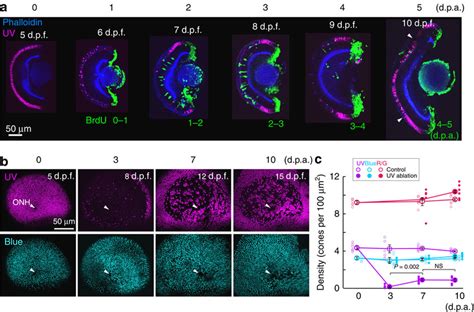 Ultraviolet Cone Ablation Triggers Cone Regeneration A Hemisected