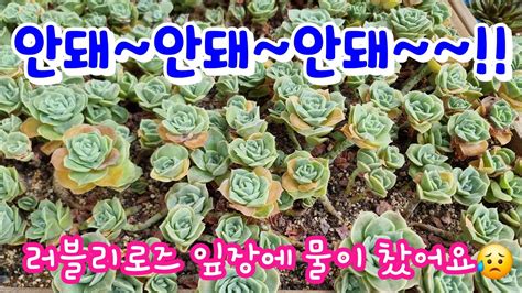 24728 🌹키핑장 소식ㅠㅠ 🌹러블리로즈 잎장에 물이 찼어요😅 Youtube