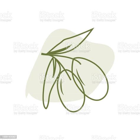 올리브 로고 디자인 올리브 오일 나무 벡터 간단한 일러스트레이션 템플릿 0명에 대한 스톡 벡터 아트 및 기타 이미지 0명 건강한 생활방식 고급 Istock