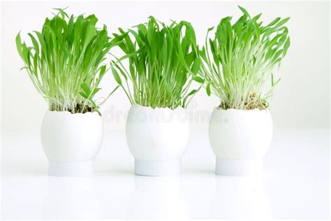 New Angle On Lawn Yard Grass Stock Image Image Of Mowing Green 4604115