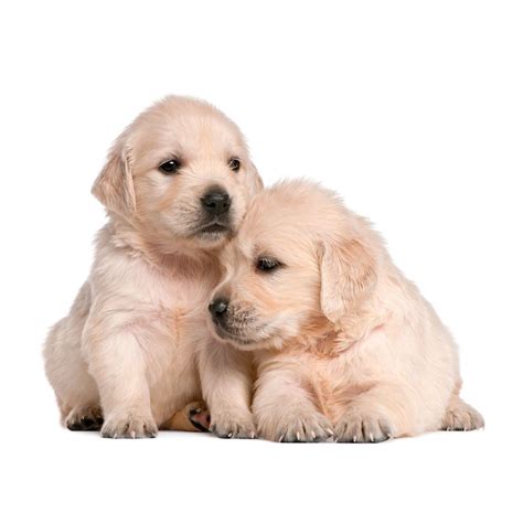 Perros De Raza Perros De Raza 🐶