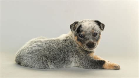 Blue Heeler Rat Terrier Mix All You Need To Know