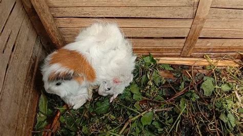 The Mother Guinea Pig Has Just Given Birth To Cute Twins Stock Footage