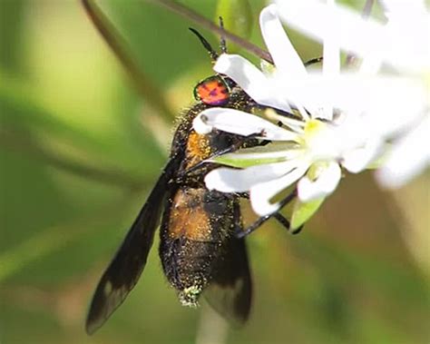 Chrysops Caecutiens Splayed Deerfly Identification Images Ecology