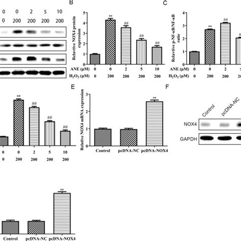 Ane Restrained The Activation Of Nox4 Nf κb Signaling Pathway A C The