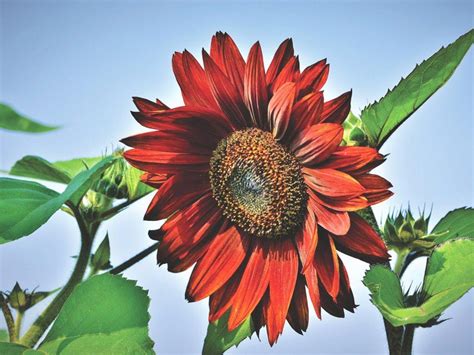 ดอกทานตะวันสีแดง รูปภาพดอกไม้สวยๆ