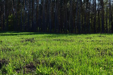 Grass Forest Pictures Freepik