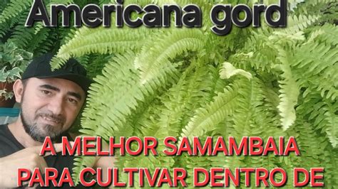 Samambaia Americana Gord A Melhor Samambaia Para Cultivar Dentro De Casa Youtube