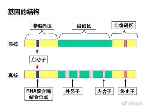 科普讲堂 分分钟教会你基因结构知识 知乎