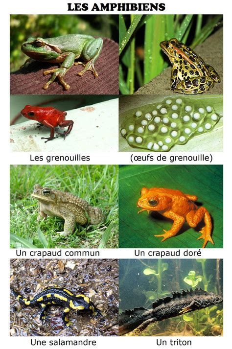 La Classification Des Animaux Le Blog Des Cm1 Cm2 B