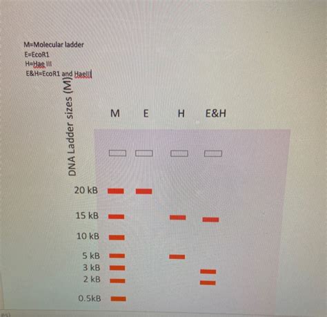 Solved Mmolecular Ladder E Ecor1 Hhae Iii Eandhecor1 And