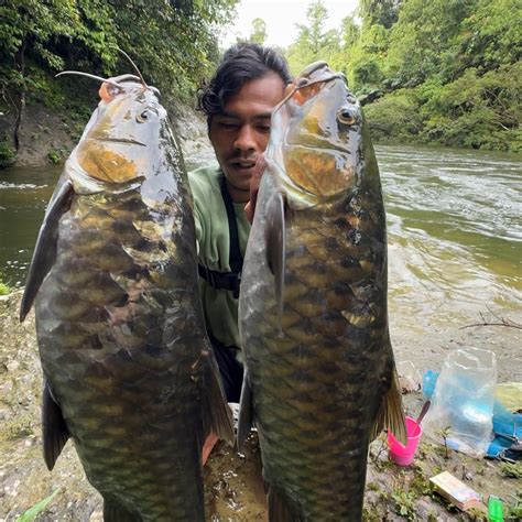 Mancing Ikan Semah Di Sungai Batang Muar 3kg Kang Facebook