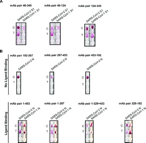 Sars Cov 2 S1 And N Interactions In Lateral Flow Immunochromatography Download Scientific