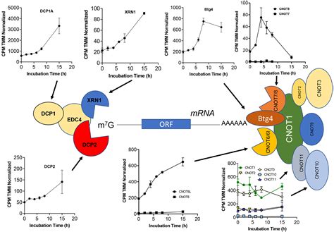 A Genome Wide Perspective Of The Maternal Mrna Translation Program
