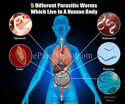 Parasite In Human Body