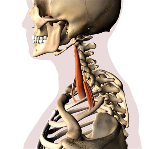 Scalenes And Sternocleidomastoid