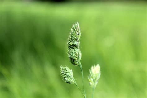 Free Macro Photography Of Green Crowfoot Grass Flower Nohatcc