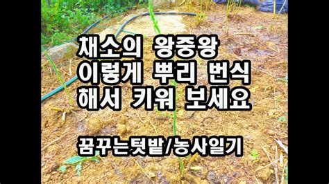 채소의 왕중왕 이렇게 뿌리 번식 해서 키워 보세요 Youtube