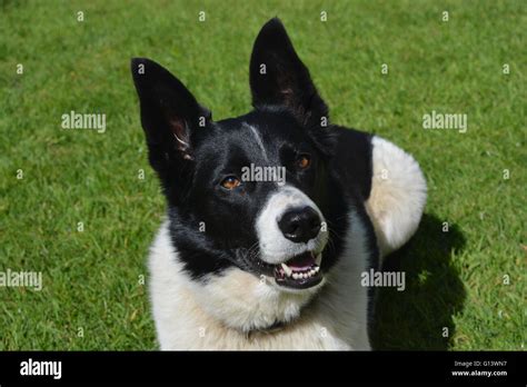 Border Collie X Stock Photo Alamy